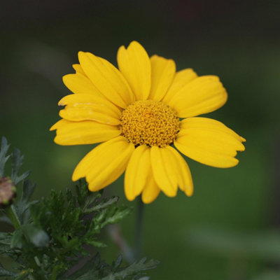 Corn Marigold Chrysanthemum segetum yellow corn daisy Native English ...