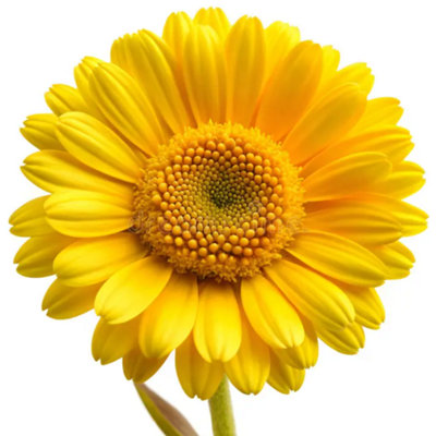 Corn Marigold Chrysanthemum segetum yellow corn daisy Native English ...