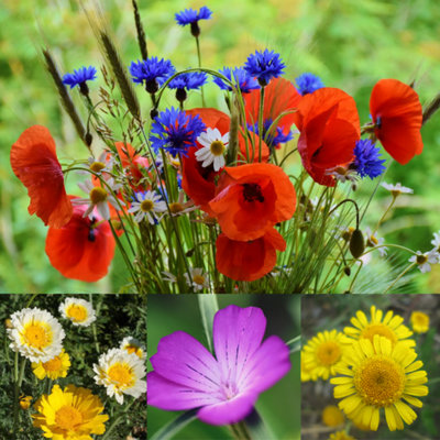 Cornfield Annuals Wildflower Seeds Mix, RHS Perfect for Pollinators Mix ...