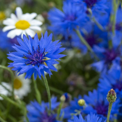 Cornflower Centaurea cyanus Blue Boy 1 Seed Packet