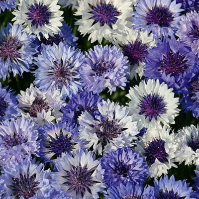 Cornflower Classic Fantastic 1 Packet (200 Seeds) | DIY at B&Q