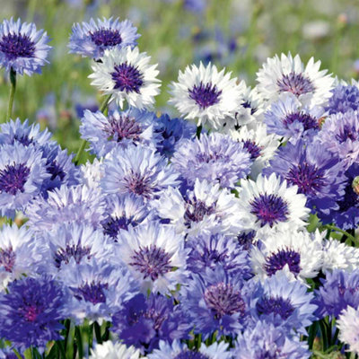 Cornflower Classic Fantastic 1 Seed Packet (200 Seeds)