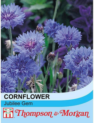 Cornflower Dwarf Jubilee Gem 1 Seed Packet (150 Seeds)