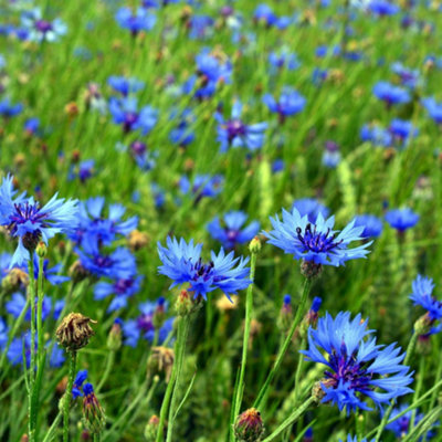 Cornflower tall double seeds Blue wildflower flower Fresh seed Meadows ...