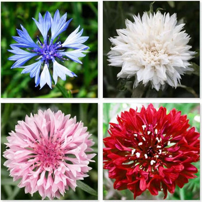 cornflower varieties uk