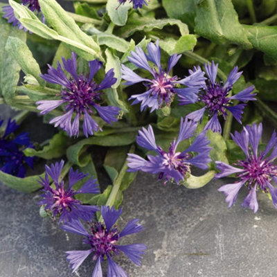 Cornflower Trailing Blue Carpet 1 Packet (30 Seeds)