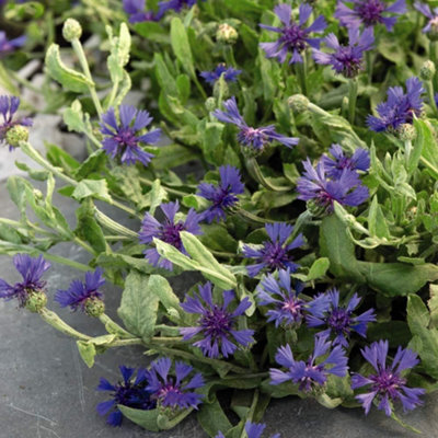 Cornflower Trailing Blue Carpet 1 Seed Packet (30 Seeds) | DIY at B&Q