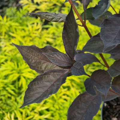 Cornus Alba Nightfall Dark Purple Foliage Striking Red Winter Stems ...