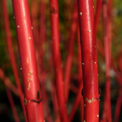 Cornus alba Sibirica 'Red Dogwood' Bare Root Hedge Hedging Tree Plants ...