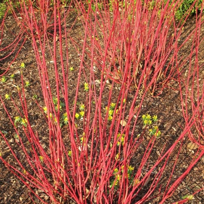Cornus alba Sibirica 'Red Dogwood' Bare Root Hedge Hedging Tree Plants ...