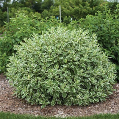 Cornus Elegantissima Garden Shrub - Variegated Foliage, Compact Size ...