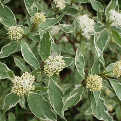 Cornus Elegantissima Garden Shrub - Variegated Foliage, Compact Size ...