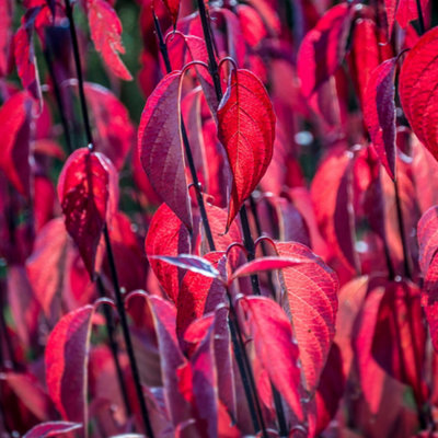 Cornus Kesselringii - Deciduous, Red-Purple Leaves, Compact Size (20 ...