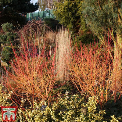 Cornus Midwinter Fire 3 Litre Potted Plant x 1