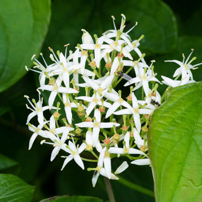 Cornus sanguinea 'Common Dogwood' Bare Root Hedge Hedging Tree Plants ...