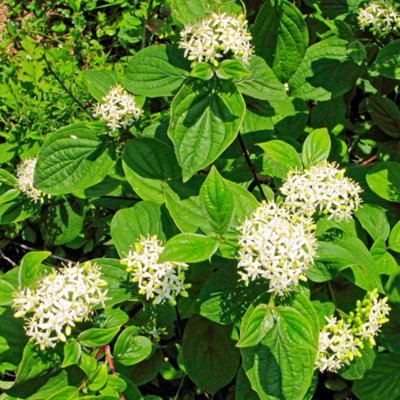 Cornus sanguinea 'Common Dogwood' Bare Root Hedge Hedging Tree Plants ...