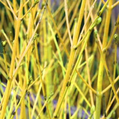 Cornus sericea Flaviramea 'Golden-Twig Dogwood' Bare Root Hedge Hedging ...