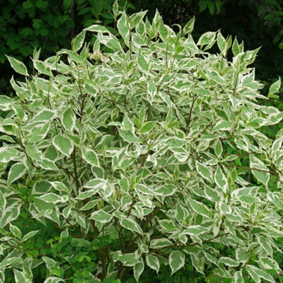 Cornus Sibirica Variegata - Deciduous, Red Stems, Variegated Foliage ...