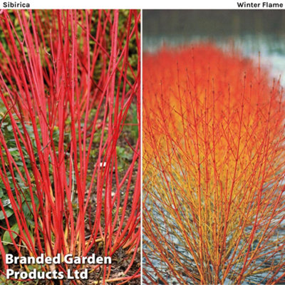 Cornus Winter Duo 9cm Potted Plant x 4