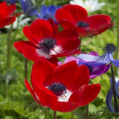 Coronaria Hollandia Anemone Bulbs (40 Bulbs) | DIY at B&Q
