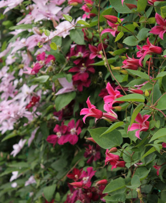 Coronation Clematis texensis Collection - 3 plants supplied in 7cm pots