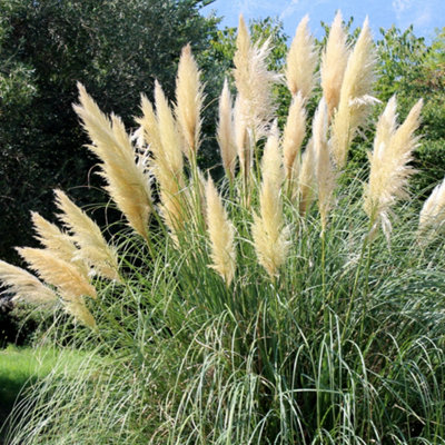 Cortaderia Selloana Tiny Pampa - Mini Pampas Grass Outdoor Garden Plant ...