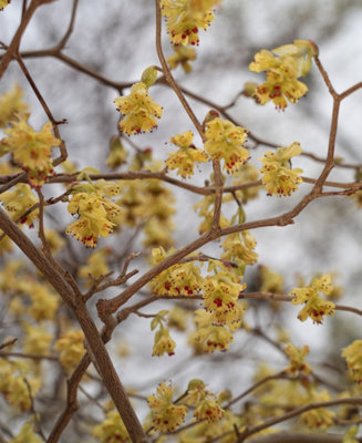 Corylopsis Spicata - Fragrant Winter Flowering Shrub 1x1.5l Pot