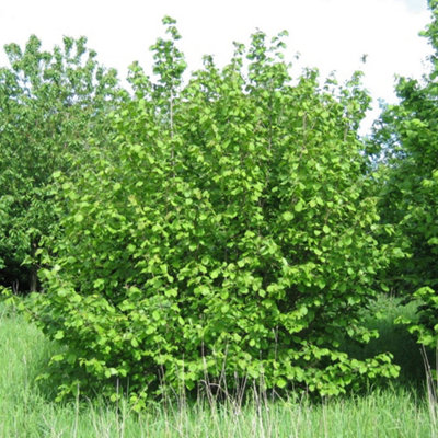 Corylus avellana 'Hazel' Bare Root Hedge Hedging Tree Plants (2-3ft ...