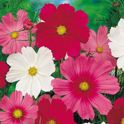 Cosmea Sensation Tall Mix 1 Seed Packet (150 Seeds)