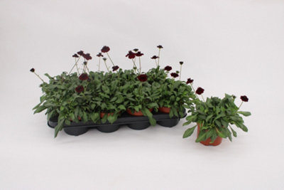 Cosmos At Chocomocha, 13cm Pot Size, 25cm Tall, Chocolate Cosmos,Indoor ...