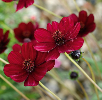 Cosmos atrosanguineus Chocolate 3 plug plants Half hardy