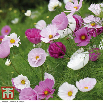 Cosmos bipinnatus Cups & Saucers Mixed 1 Seed Packet (50 Seeds)