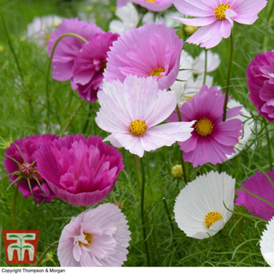 Cosmos bipinnatus Cups & Saucers Mixed 1 Seed Packet (50 Seeds)
