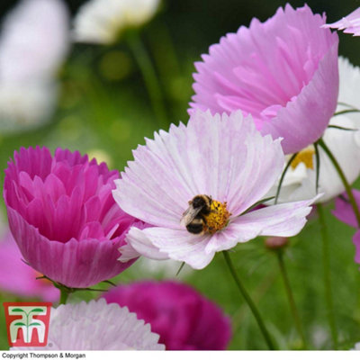 Cosmos bipinnatus Cups & Saucers Mixed 1 Seed Packet (50 Seeds)