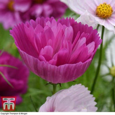 Cosmos bipinnatus Cups & Saucers Mixed 1 Seed Packet (50 Seeds)