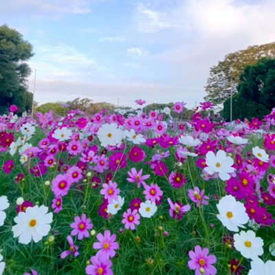 Cosmos bipinnatus Flower Seeds Crazy Mix Bulk Package 1500 Seeds Non-GMO-Cosmos 10g