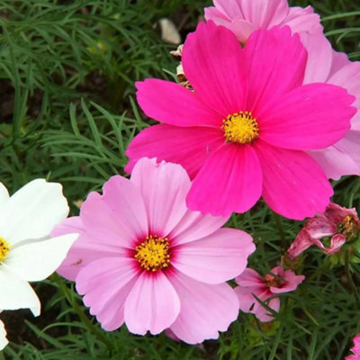 Cosmos Bipinnatus 'Sensation Mixed Half-Hardy Annual, Wildflower UK ...