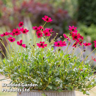 Cosmos Cherry Chocolate 6 Jumbo Plugs | DIY at B&Q