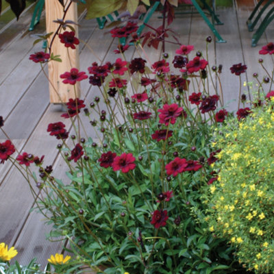 Cosmos (Chocolate) atrosanguineus x 3 Plugs