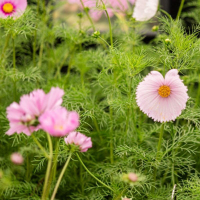 Cosmos Cupcakes Blush Annual Soft Pink Ruffled Flowers Easy-to-Grow ...