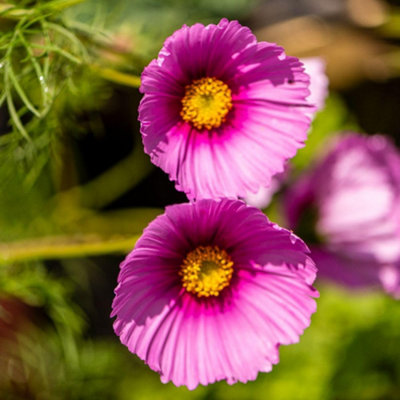Cosmos Fondant Fancy Pink Annual Flower Seeds - Long-Flowering ...