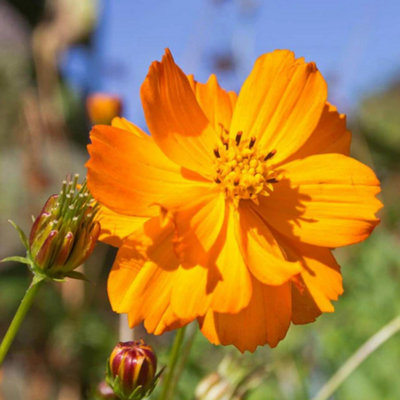 Cosmos sulphureus Sunset Orange bright orange Wild flower 10g seeds
