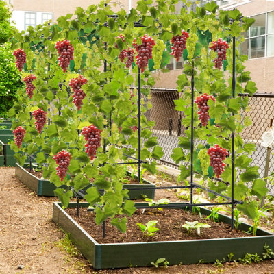 Costway Cucumber Trellis for Plant Climbing Foldable Garden Tunnel Trellis