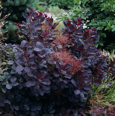 Cotinus Coggygria 'Royal Purple' / Smoke Tree in 1.5L Pot, Deep Purple ...