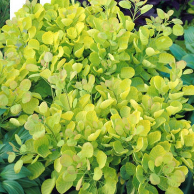 Cotinus Golden Spirit - Outdoor Flowering Shrub, Ideal for UK Gardens ...
