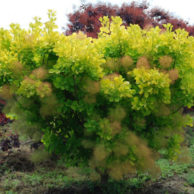 Cotinus Golden Spirit - Outdoor Flowering Shrub, Ideal for UK Gardens ...