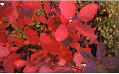 Cotinus Grace (Smoke Tree) 3 Litre Potted Plant x 2
