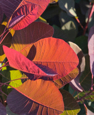 Cotinus Magical Torch - Smoke tree, fiery red foliage in a 9cm pot