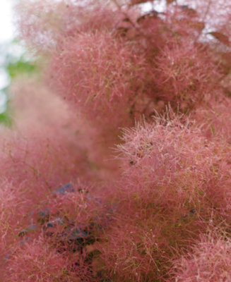 Cotinus Magical Torch - Smoke tree, fiery red foliage in a 9cm pot