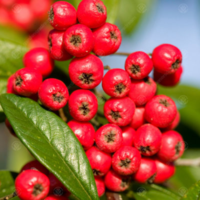 Cotoneaster Cornubia Tree - Abundant Red Berries, Attracts Birds (5-6ft ...
